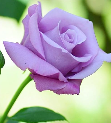 Web2GoTech| Provides Analytics and Apps TechnologiesPurple rose